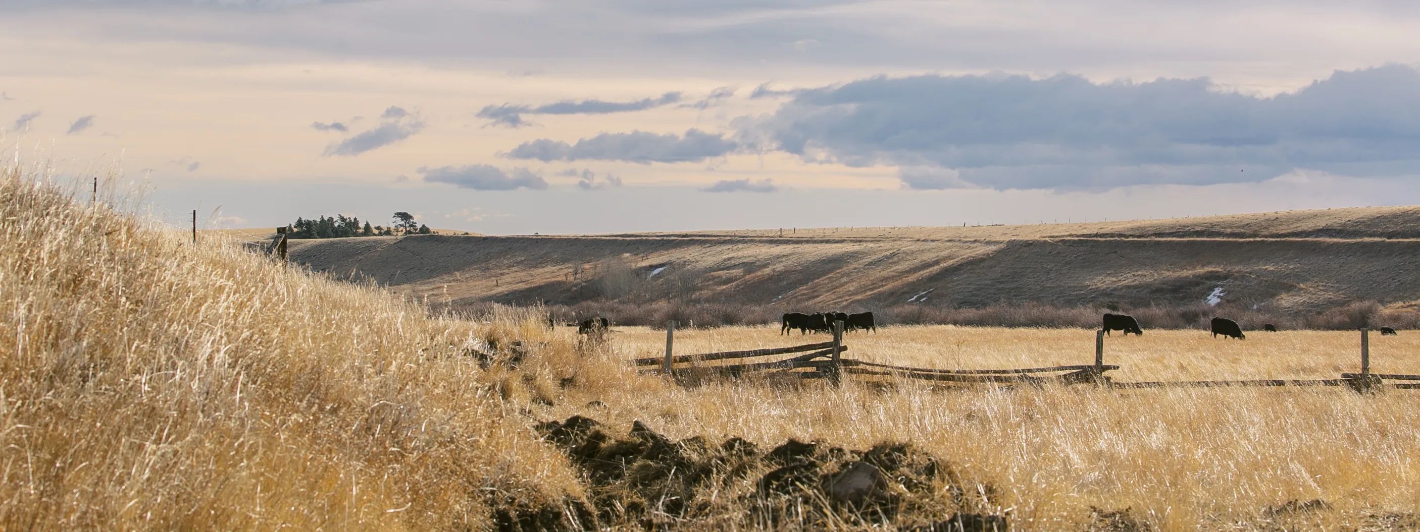 About Little Belt Cattle Co.