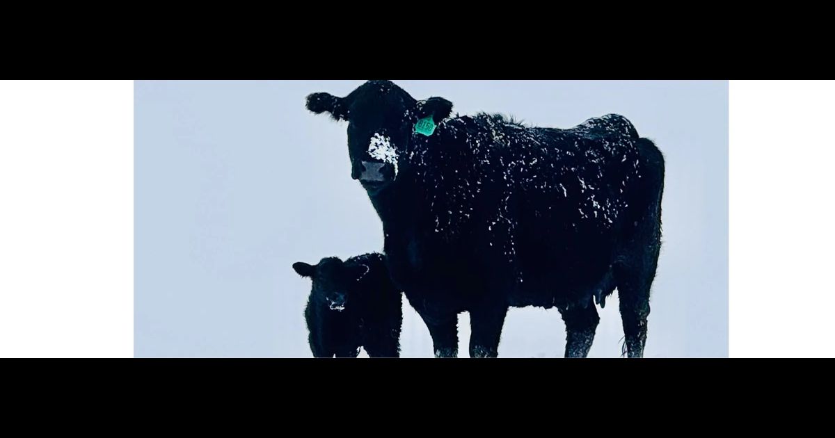 Spring Storms & Calving Season